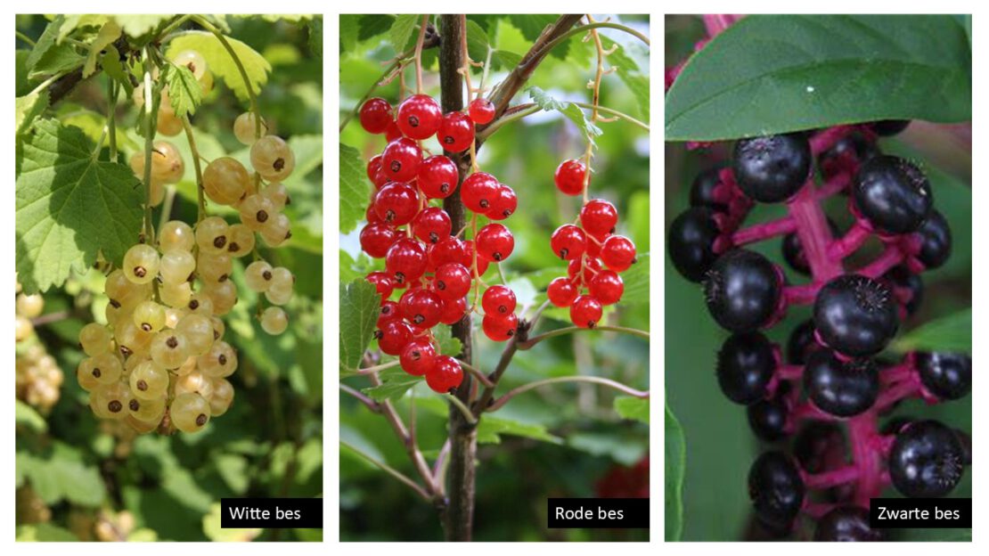 Bessenstruiken – De Fruitboogerd